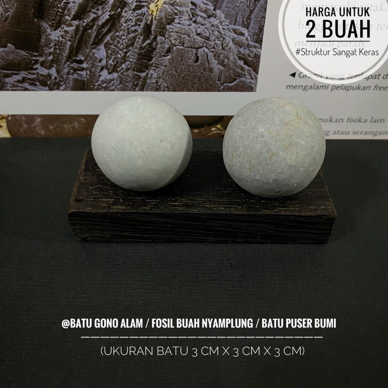 Jual Batu Puser Bumi G4 atau Fosil Buah Nyamplung atau Batuan Inti atau ...