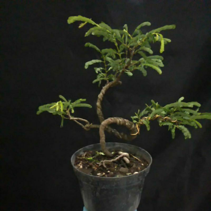Jual bonsai asem jawa | Shopee Indonesia
