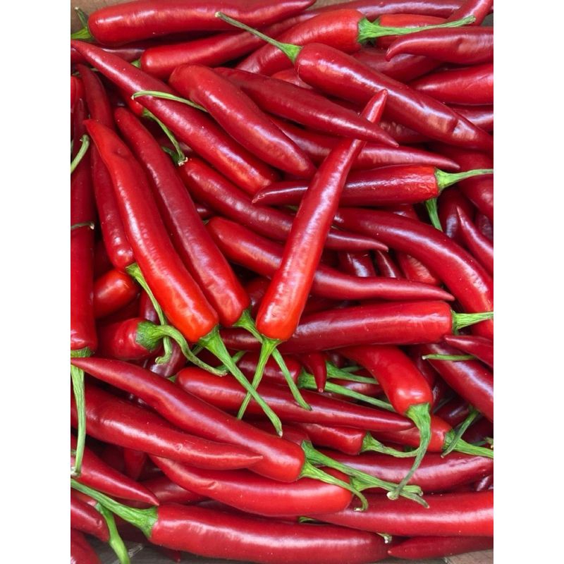 Jual Cabe Merah Besar 1kg Fresh | Shopee Indonesia