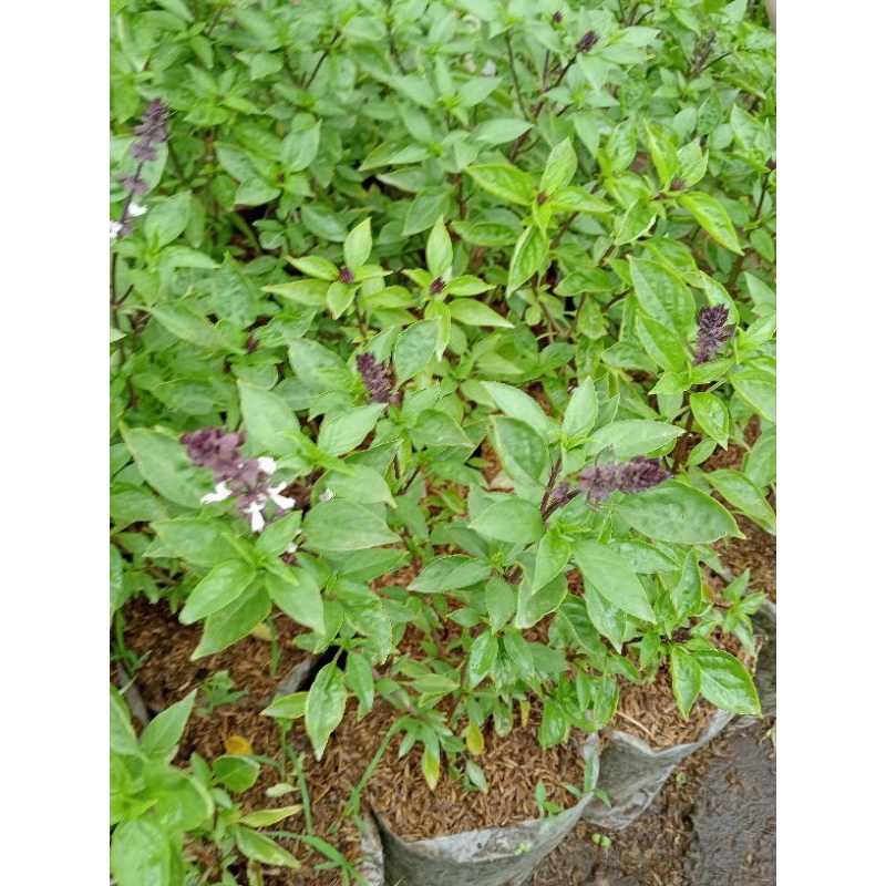 Jual bibit tanaman selasih basil / tanaman herbal | Shopee Indonesia
