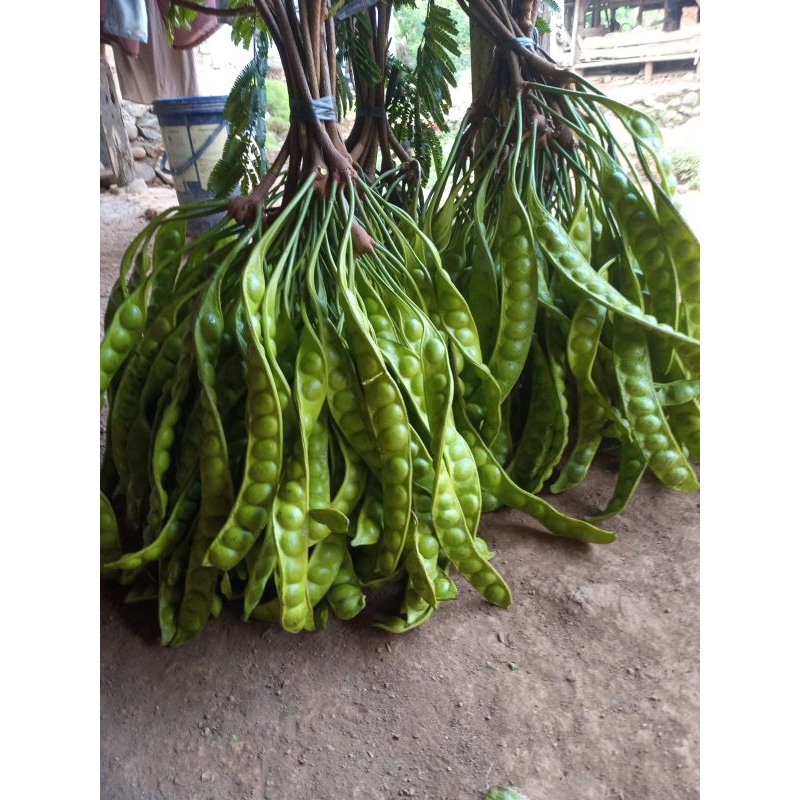 Jual Pete padi manis 10papan | Shopee Indonesia