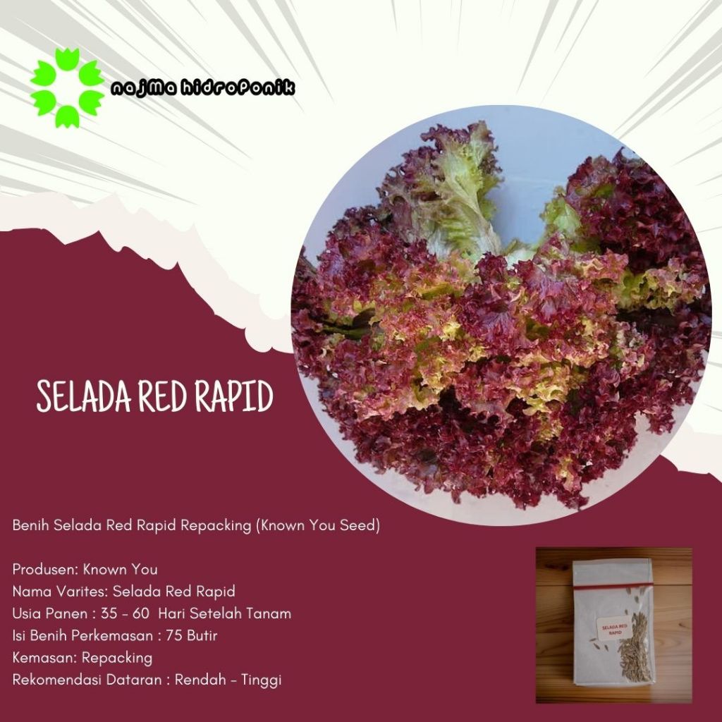 Jual 75 Butir Benih Selada Red Rapid Repacking (Known You) | Shopee Indonesia