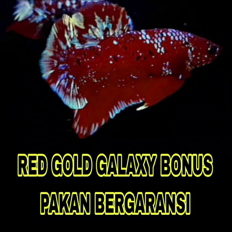 Jual HIASAN AQUARIUM RGG GALAXY BONUS PAKAN BERGARANSI | Shopee Indonesia