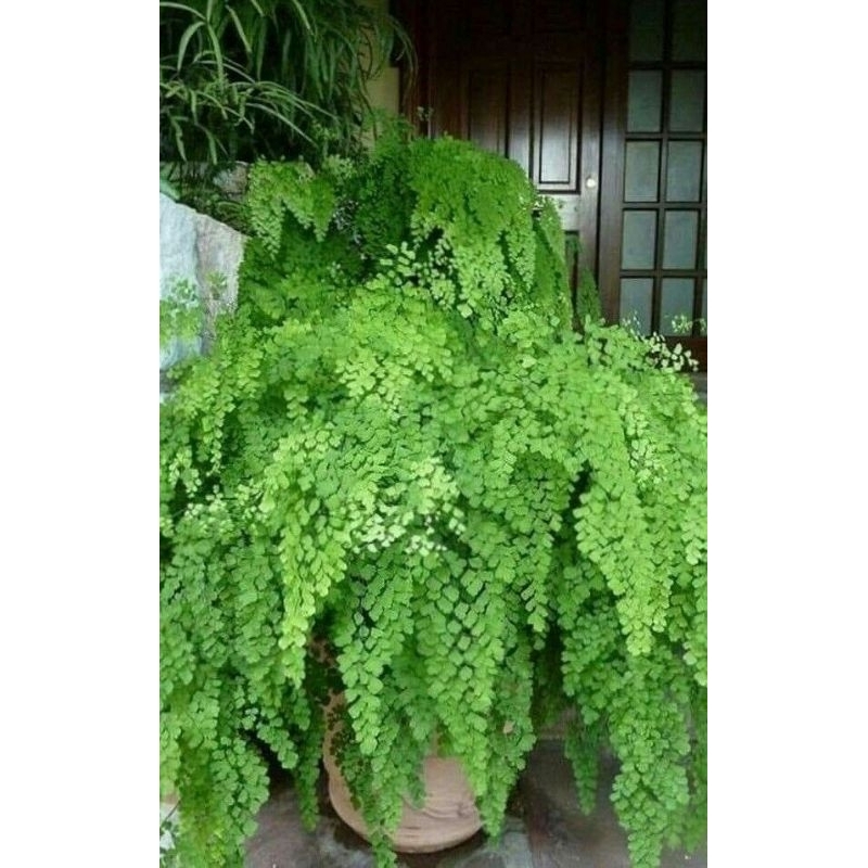 Jual POHON SUPLIR , TANAMAN SUPLIR , TANAMAN HIAS PAKIS SUPLIR MURAH ...