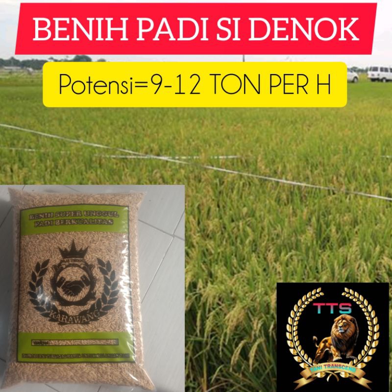 Jual BENIH PADI SI DENOK ORIGINAL KEMASAN 1 KG KUALITAS UNGGUL | Shopee ...