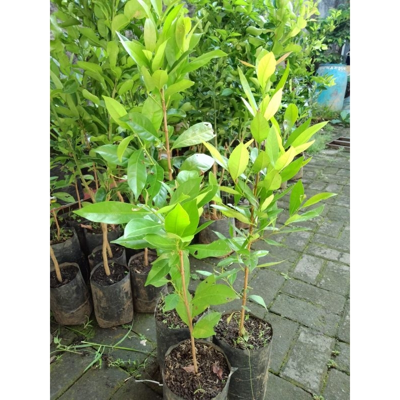Jual tanaman daun salam | Shopee Indonesia