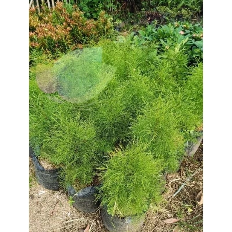 Jual Tanaman hias Cemara udang siap bonsai sesuai selera - pohon Cemara ...