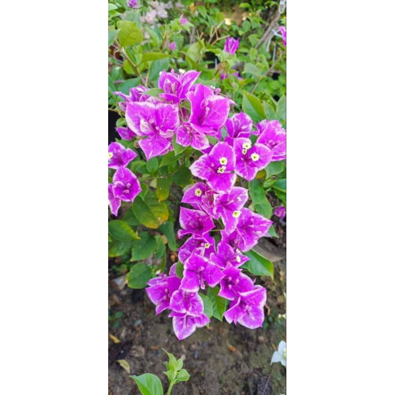 Jual Stek Batang Bougenville Import Buttercup Shopee Indonesia