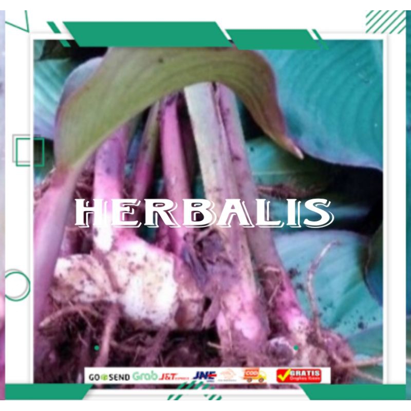 Jual Bibit tanaman ganyong merah | Shopee Indonesia