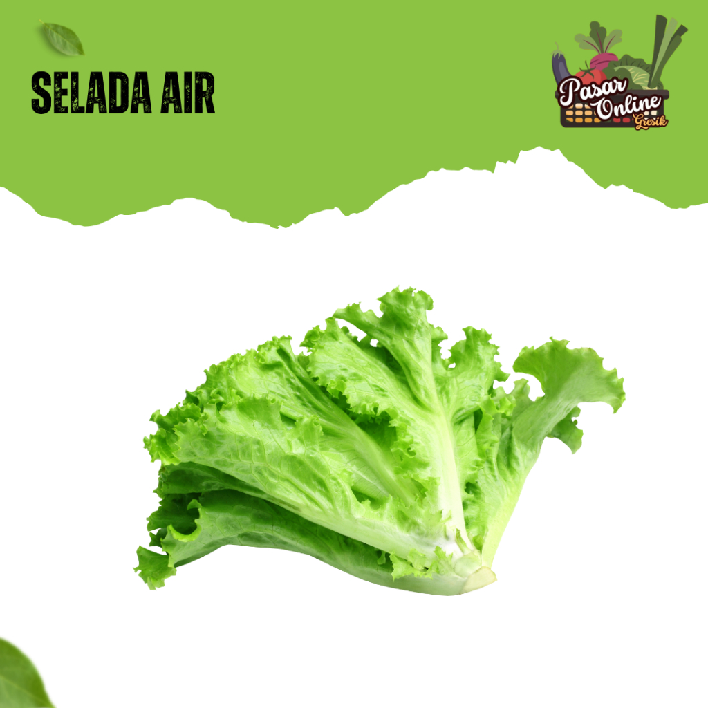 Jual SELADA AIR / SELADA KERITING - 250GR | Shopee Indonesia