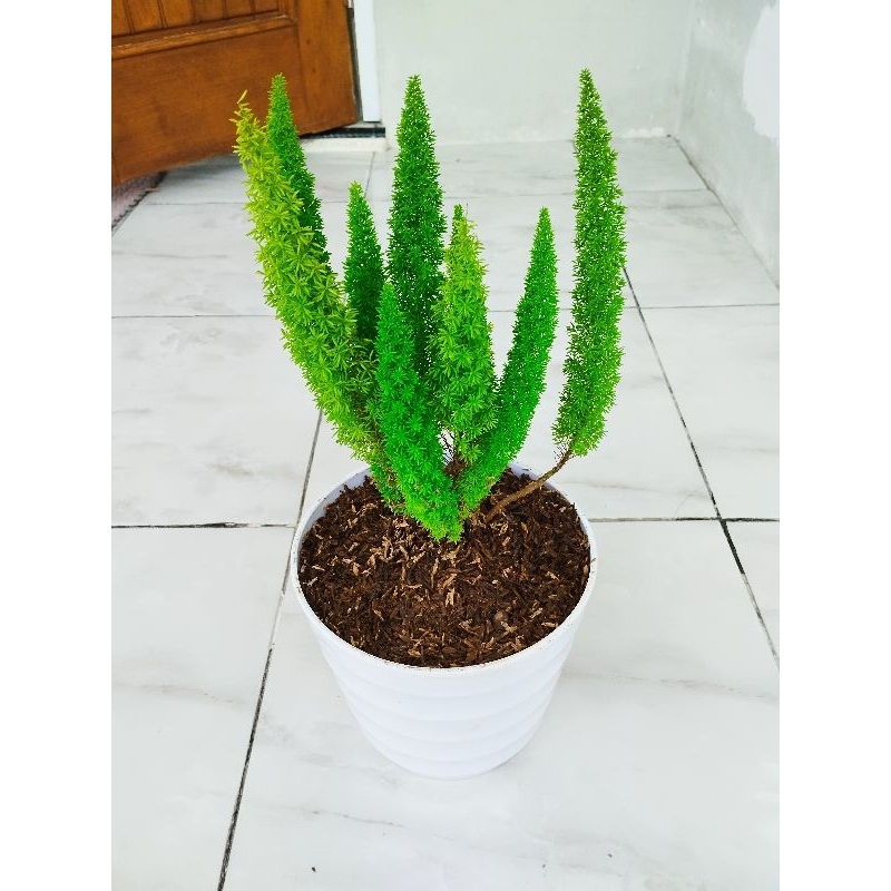 Jual Tanaman hias hidup Cemara ekor tupai sudah berikut pot dan media ...