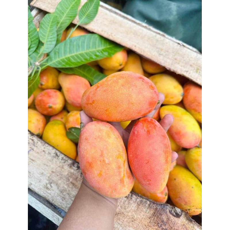 Jual Mangga Podang Gunung Masak Pohon Berat 1 Kg | Shopee Indonesia