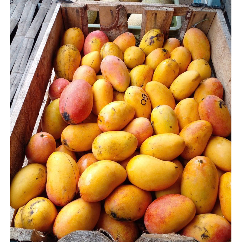 Jual Mangga Podang Gunung Suluhan Masak Pohon Berat 1 Kg | Shopee Indonesia