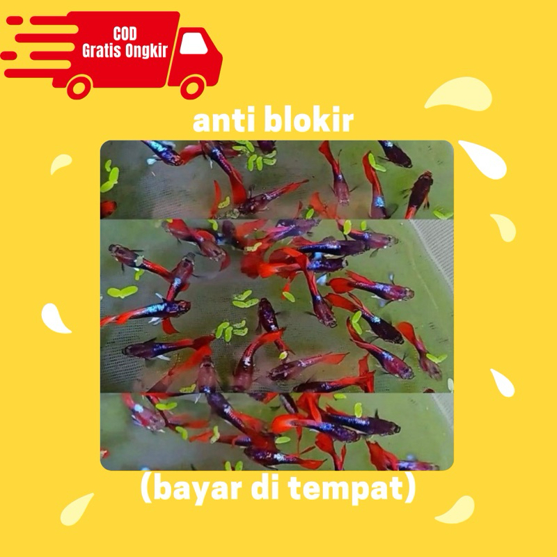 Jual guppy merah merah paket 15 ekor jantan hiasan aquarium | Shopee Indonesia