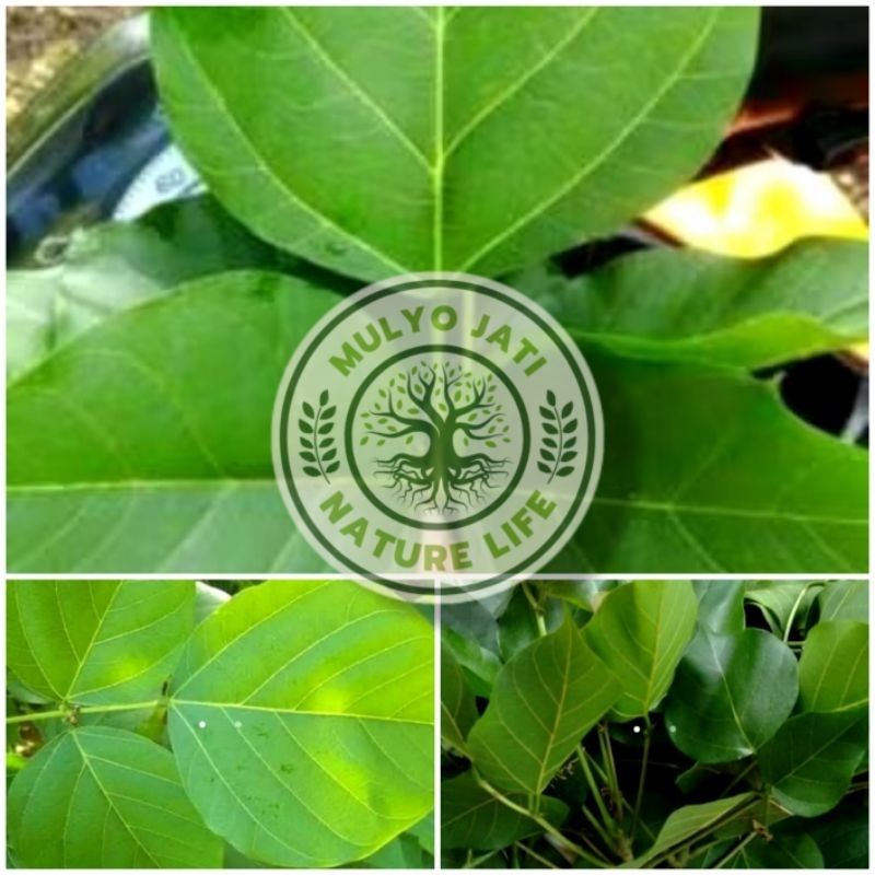 Jual Daun Dadap - daun herbal 50 lembar | Shopee Indonesia