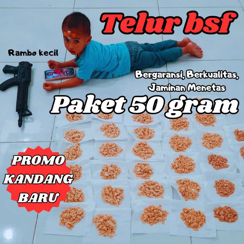 Jual TELUR BSF PAKET 50 GRAM | Shopee Indonesia