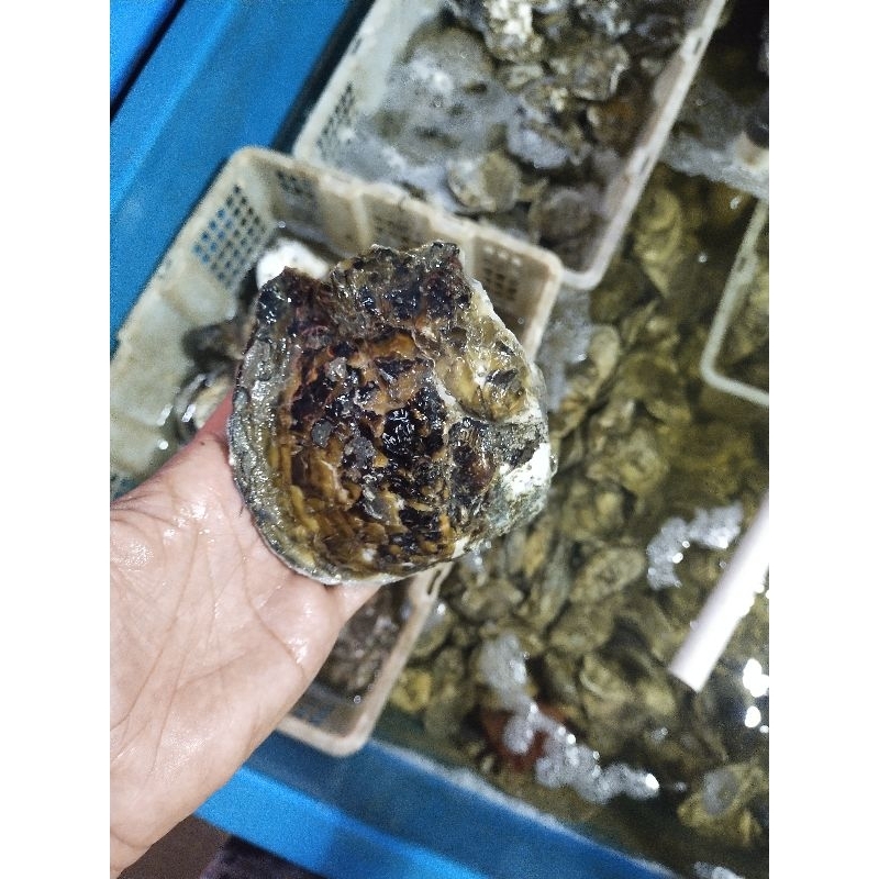 Jual oyster kerang tiram ukuran jumbo big | Shopee Indonesia