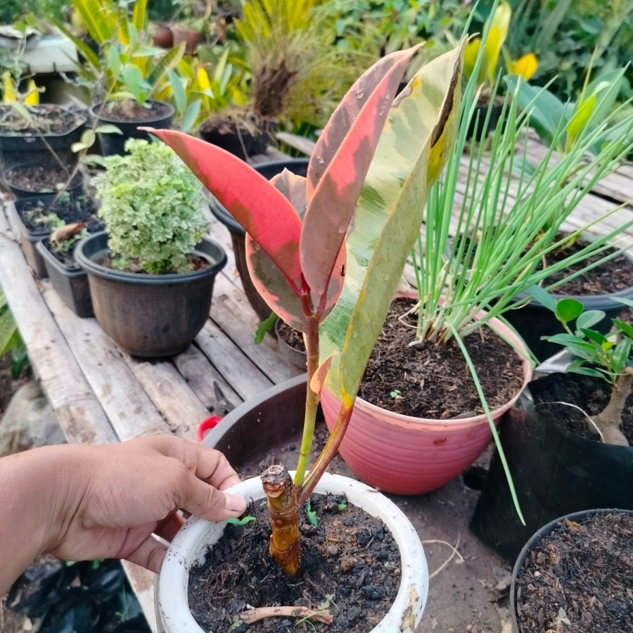 Jual BIBIT BONSAI TANAMAN HIAS Ficus Elastica ruby/karet kebo Ruby ...