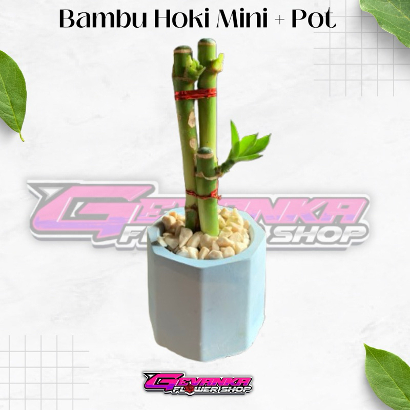 Jual Bambu Hoki Mini + Pot Siap display | Shopee Indonesia