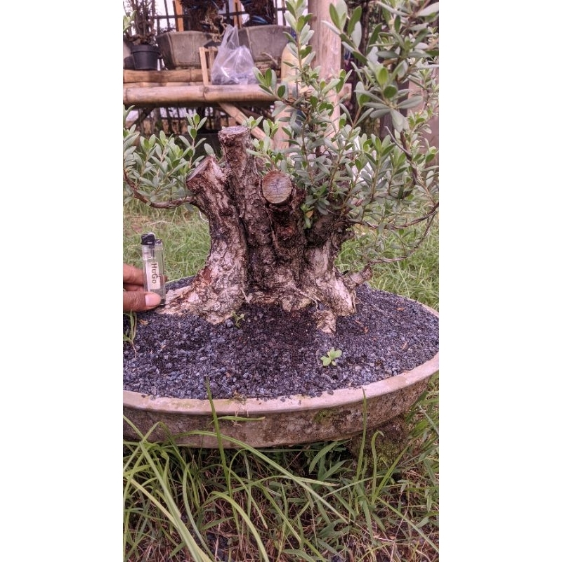 Jual bahan bonsai santigi | Shopee Indonesia
