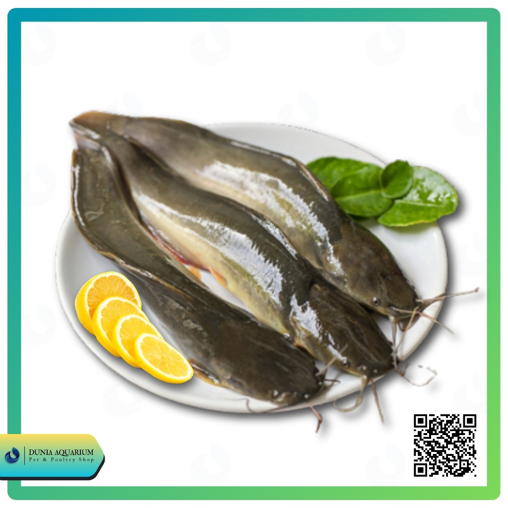 Jual Ikan Lele Fresh/Segar Sukabumi Isi 4-8 Ekor/Kg | Shopee Indonesia
