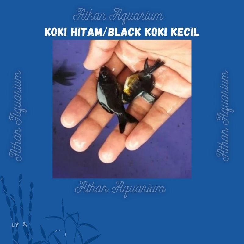 Jual Koki oranda kecil Black Size 4-5cm | Shopee Indonesia