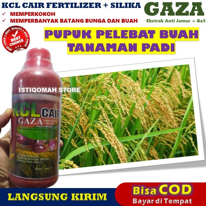 Jual PUPUK PADI SAWAH TERBAIK KCL GAZA 500ML Pupuk Padi Pelebat Buah - Pupuk Padi Cair Pengganti ...
