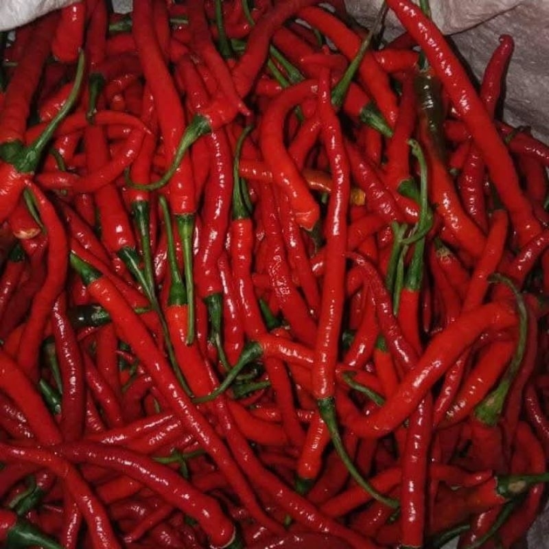 Jual Cabe keriting segar 1kg kualitas premium grade A | Shopee Indonesia
