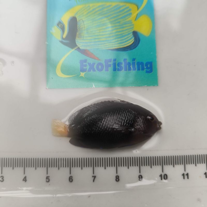 Jual ikan angel ungu ag ungu air laut | Shopee Indonesia