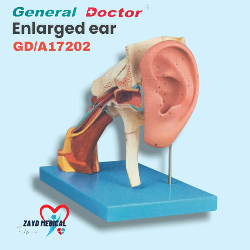 Jual Phantom Manikin Telinga-Struktur Organ Telinga GD-A17202 | Shopee ...
