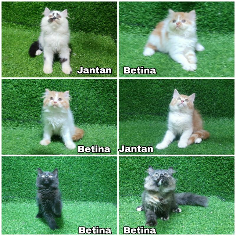 Jual Jual kucing Persia Kitten Persia Anak Kucing Persian Longhair ...