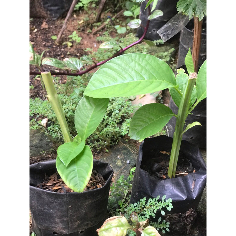 Jual bibit markisa jumbo super | Shopee Indonesia