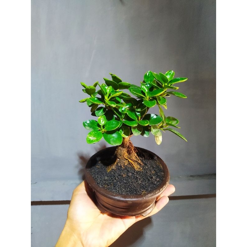 Jual Bonsai Beringin Dolar Micro Mame | Shopee Indonesia