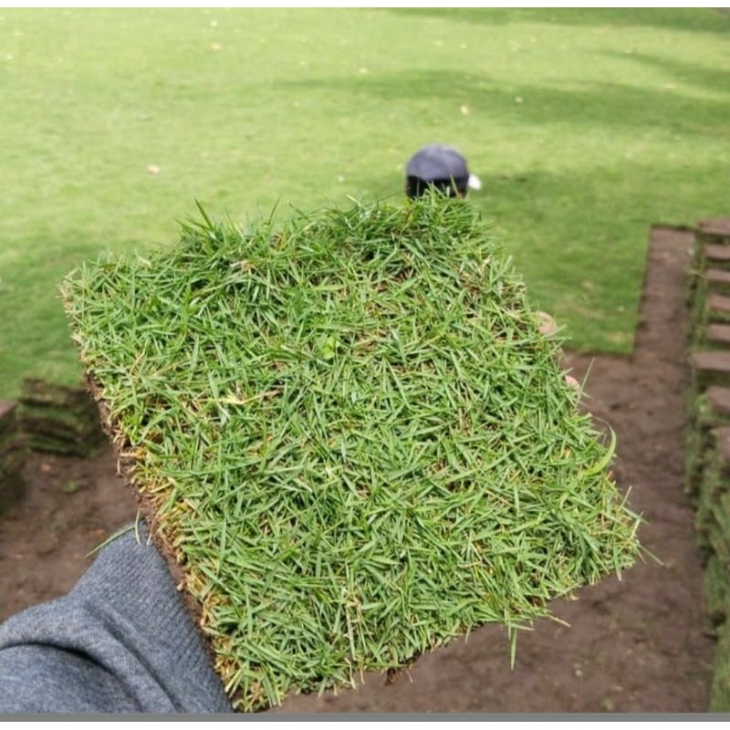 Jual rumput hias ( indukan rumput jepang) | Shopee Indonesia