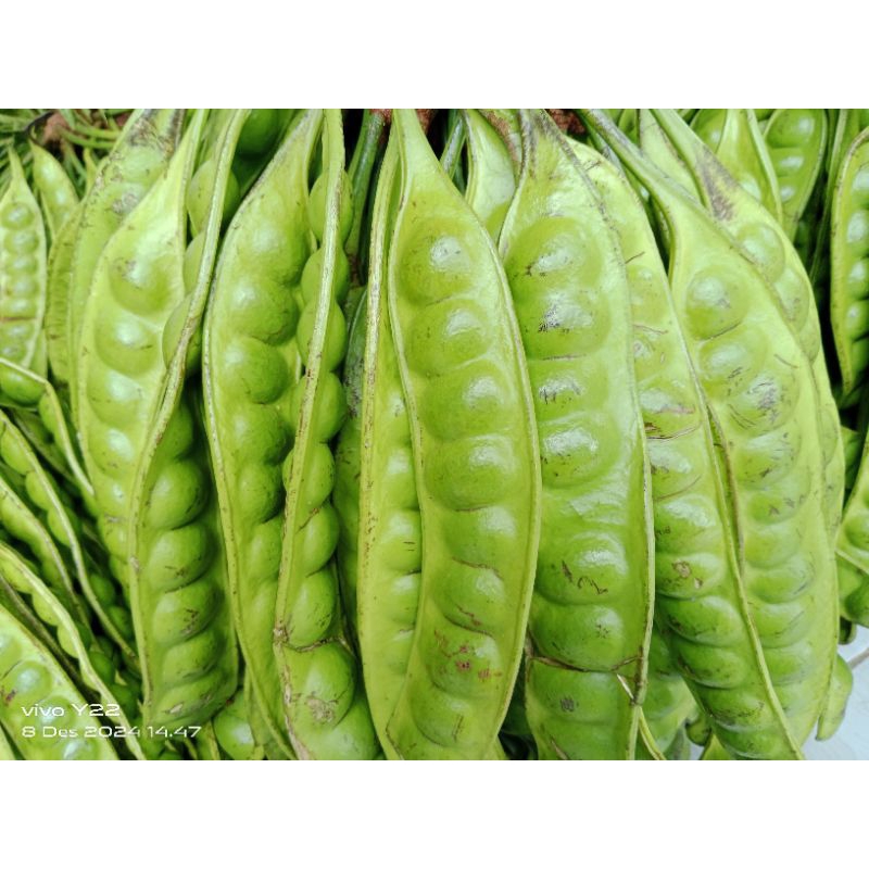Jual PETE PETAI BESAR/TANGGUNG 1 IKAT ISI 10 [ papan/lonjor ] | Shopee ...