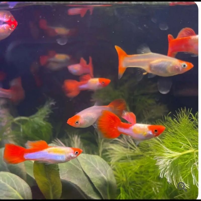 Jual Obat ikan - Guppy Platinum Koi | Shopee Indonesia