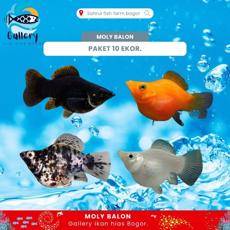 Jual Gallery Ikan Hias - Paket 10ekor Molly Platy Moli Balon Mix Warna ...