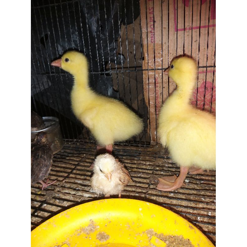 Jual anak angsa /anak soang | Shopee Indonesia