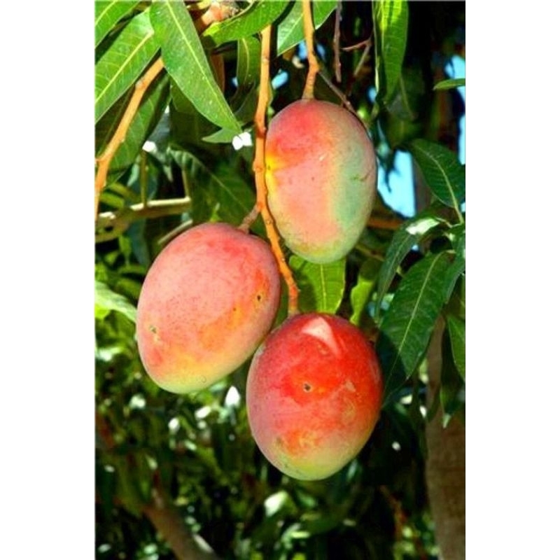 Jual MANGGA IRWIN KHAS PASURUAN 1KG | MANIS DAN SEGAR‼️ | Shopee Indonesia