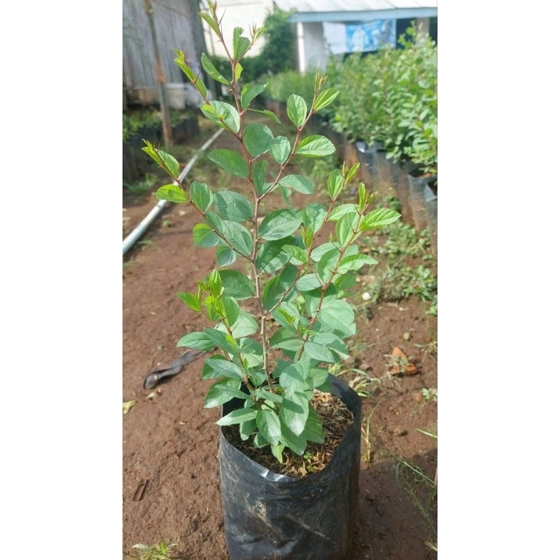Jual Pohon bibit bidara arab /sidr ukuran 25 - 35 cm | Shopee Indonesia