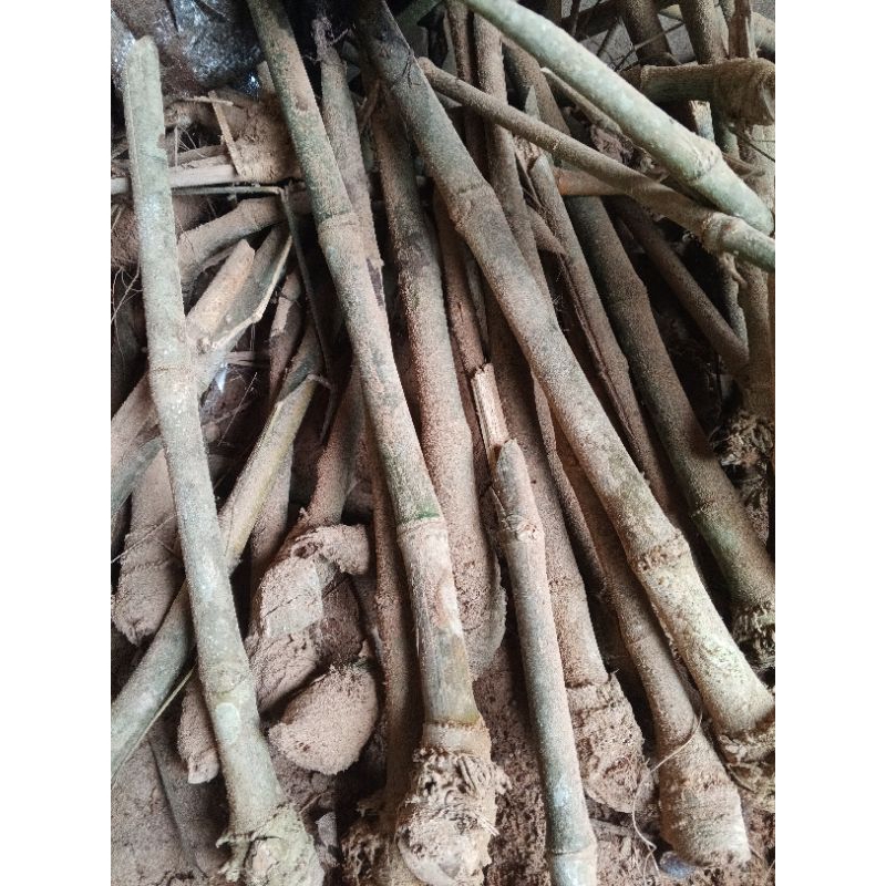 Jual Bibit bambu petung (AWI bokol/bambu Gombong) | Shopee Indonesia