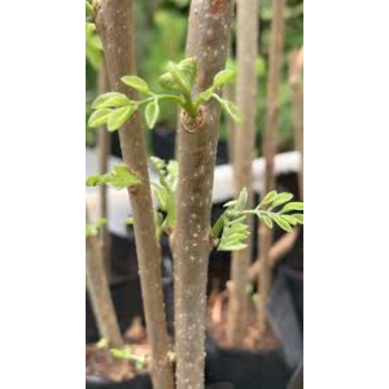 Jual Bibit Gamal Stek | Pakan Kambing Berprotein tinggi | Shopee Indonesia