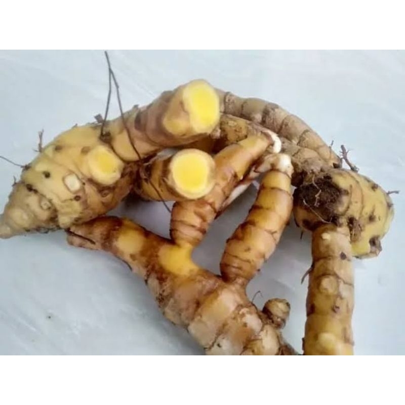 Jual Temu Glenyeh/Temu Giring segar 1 kg | Shopee Indonesia