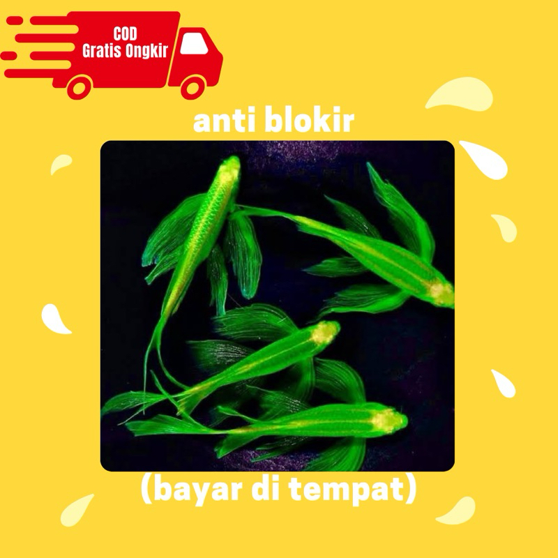 Jual hiasan aquarium danio slayer warna hijau isi 5 | Shopee Indonesia