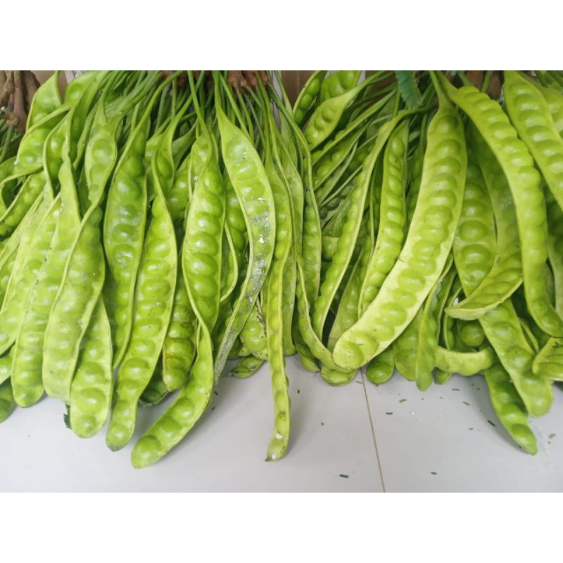 Jual Pette Grade B 1 iket (10 lonjor / papan) | Shopee Indonesia