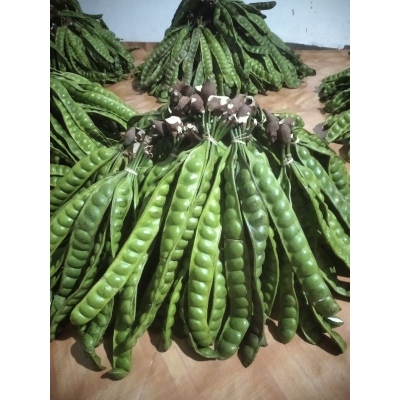 Jual Pete grade B sedang super isi 10 lonjor | Shopee Indonesia