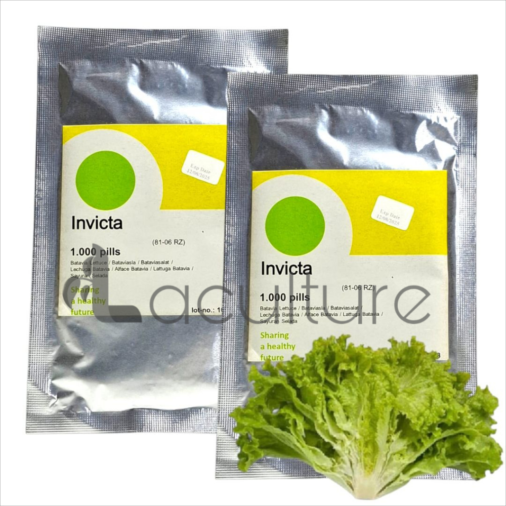 Jual Benih Selada INVICTA RZ Isi 1000 Pills Batavia Lettuce Rijk Zwaan ...