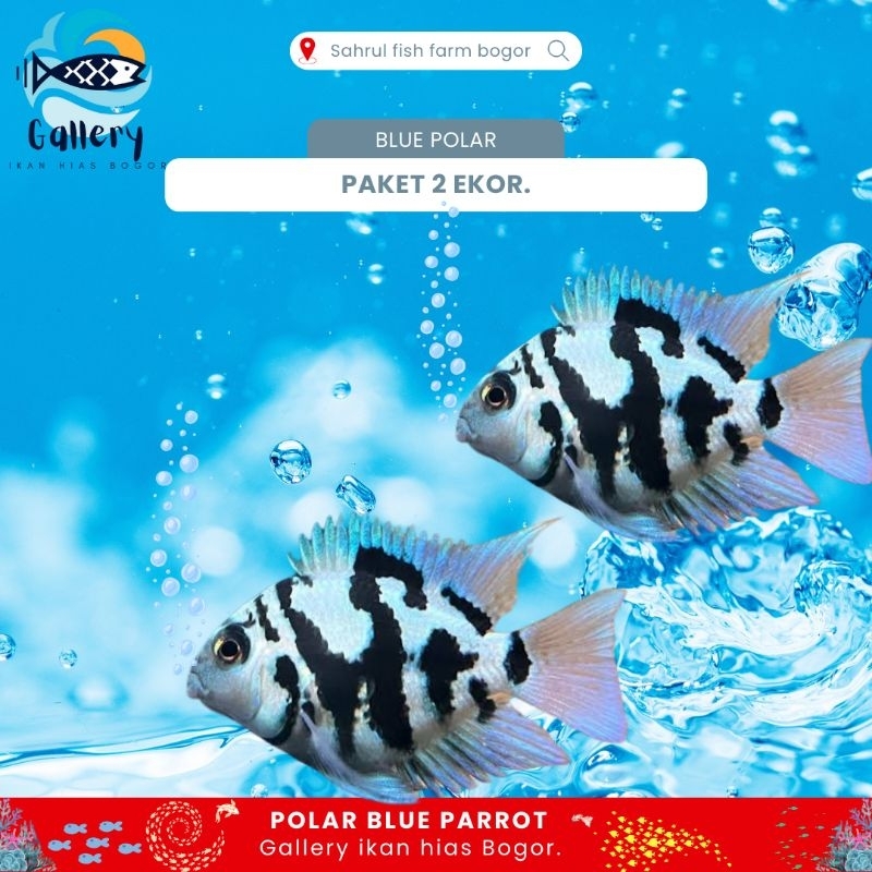 Jual Gallery Ikan Hias Bogor - Blue Polar Parrot Hiasan akuarium Isi ...