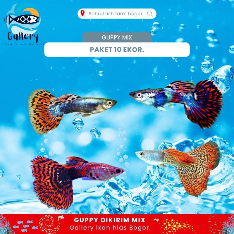 Jual Gallery Ikan Hias - Paket 10ekor Guppy Hiasan Akuarium Aquascape | Shopee Indonesia