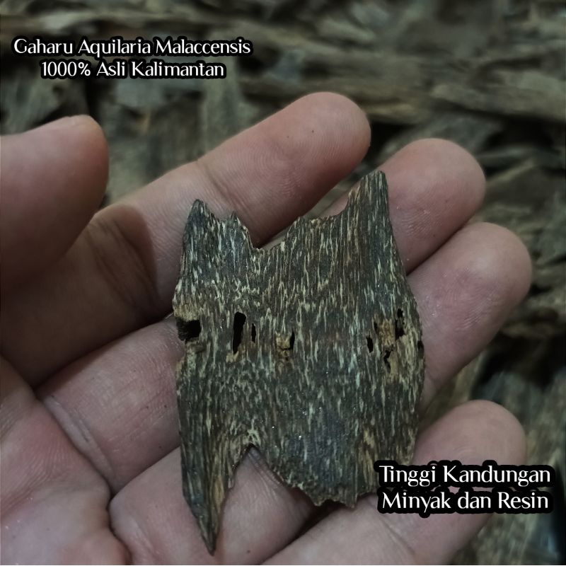 Jual Gaharu Super Alam Aquilaria Malaccensis Gaharu Asli Kwalitas Arab ...
